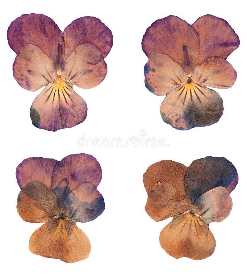 Set of Wild Dry Pressed Flowers and Leaves Stock Illustration ...