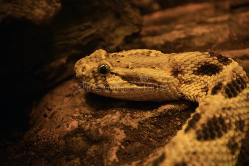 224 Puff Adder Stock Photos - Free & Royalty-Free Stock Photos from ...