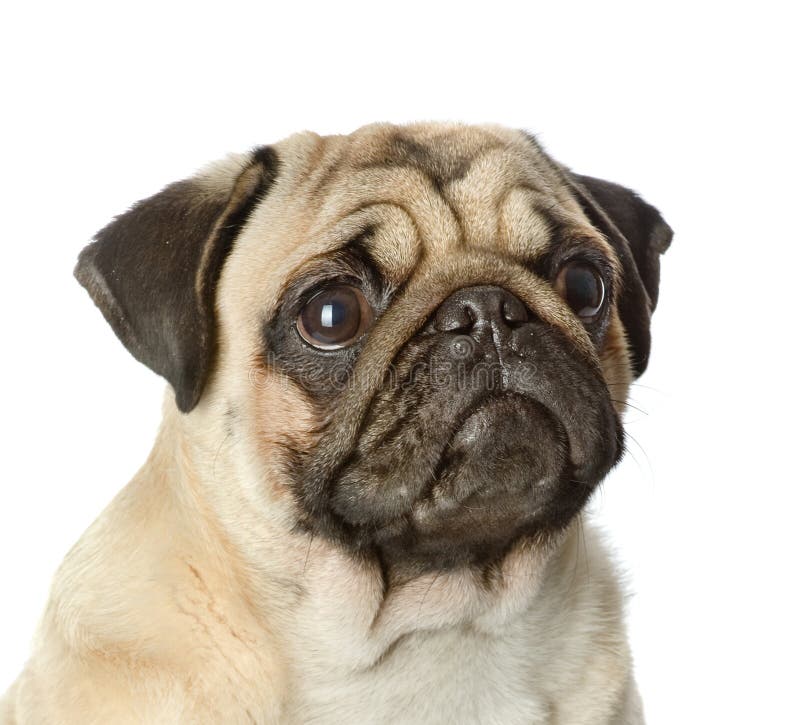 Head pug puppy closeup. stock image. Image of close, muzzle - 40606869