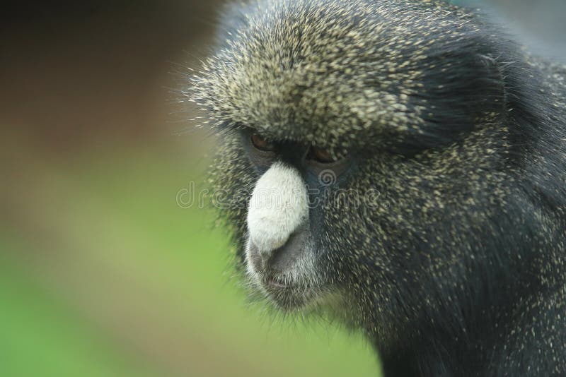 Head of putty-nosed monkey stock image. Image of nictitans - 215061961
