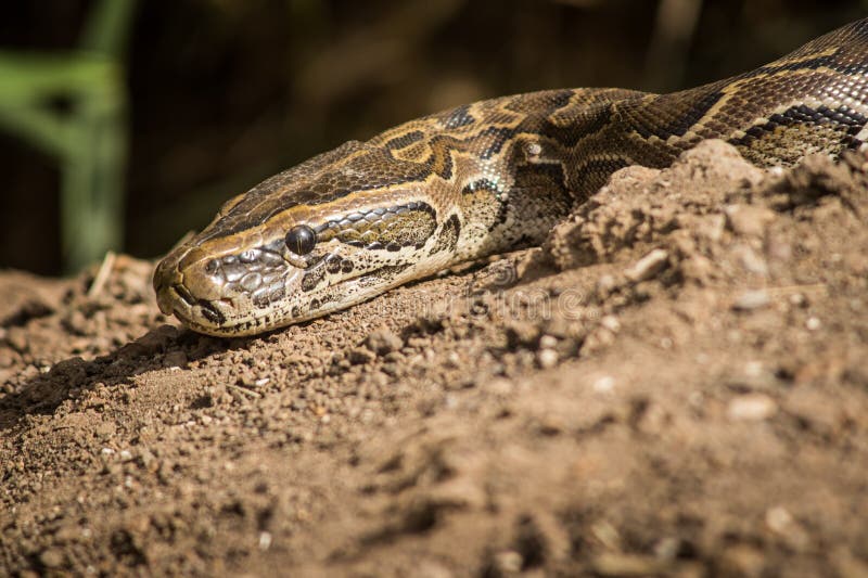 Head of a python stock image. Image of rock, large, animal - 186897211