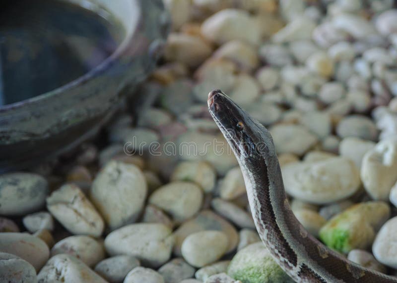 172 Asp Snake Head Stock Photos - Free & Royalty-Free Stock Photos from ...