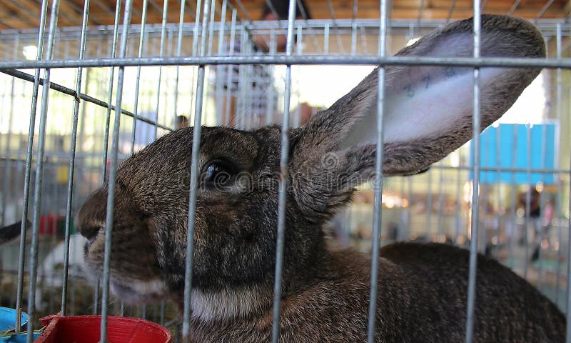 Head of rabbit in a cage stock image. Image of alone - 119318673