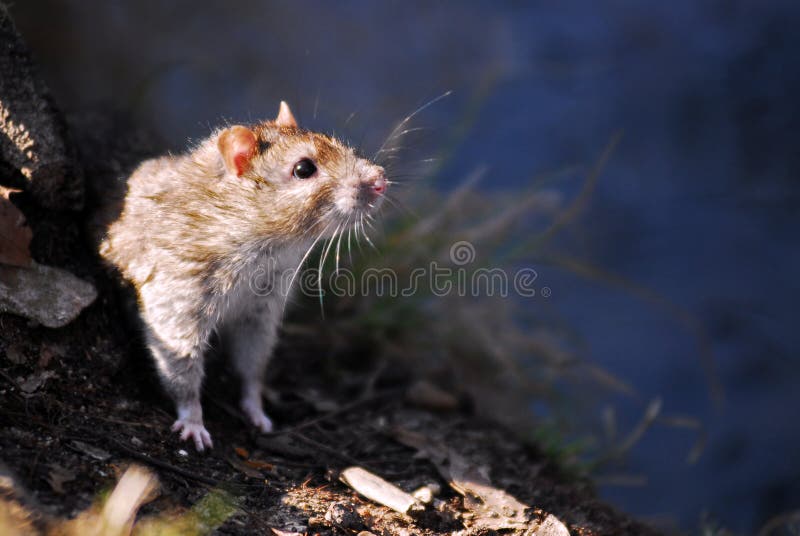Head of a rat stock image. Image of plague, profile, head - 2586833