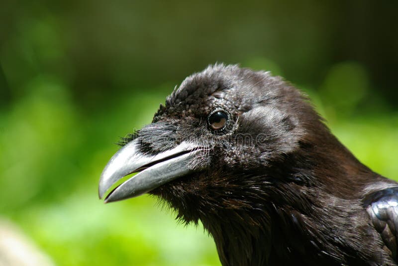 Head of raven stock photo. Image of dark, scavenger, dead - 1173472
