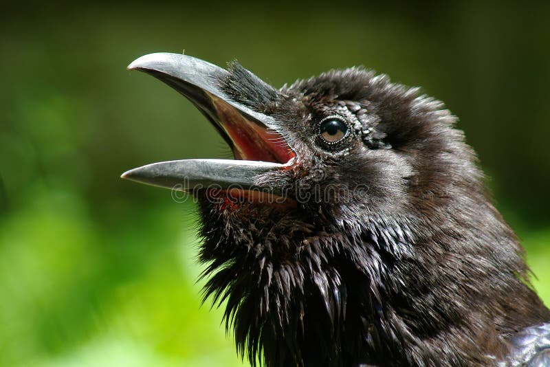 Head of raven stock photo. Image of crow, raven, feather - 1173482