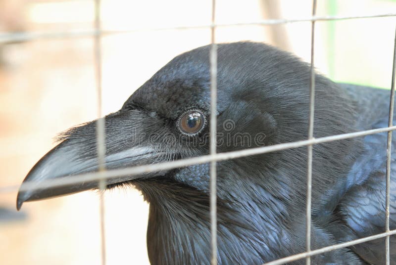 1,064 Black Raven Head Photos - Free & Royalty-Free Stock Photos from ...