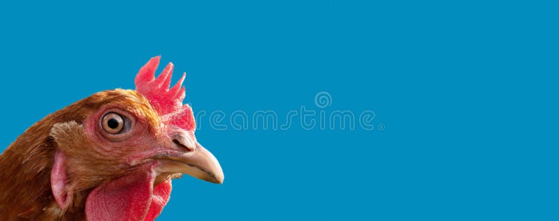 Head Red Chicken with an Evil Look on a Blue Background Stock Photo ...