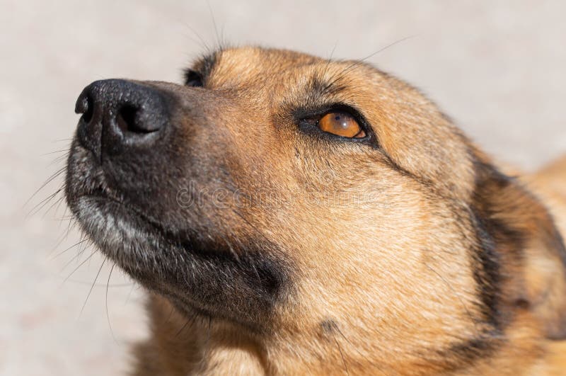 The head of a red dog stock photo. Image of mongrel - 252260666