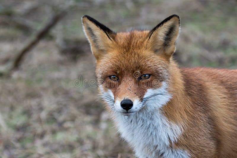 Head of Red Fox. stock image. Image of close, wildlife - 58482487