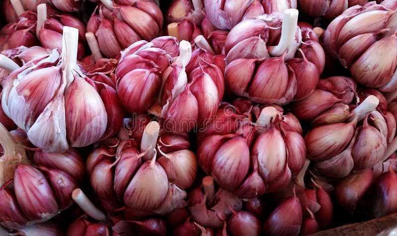 Head of red garlic stock photo. Image of foods, fresh - 102110808