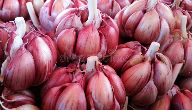 Garlic, Softneck Garlic, Hardneck Garlic, Softneck Garlic, Rocambole ...