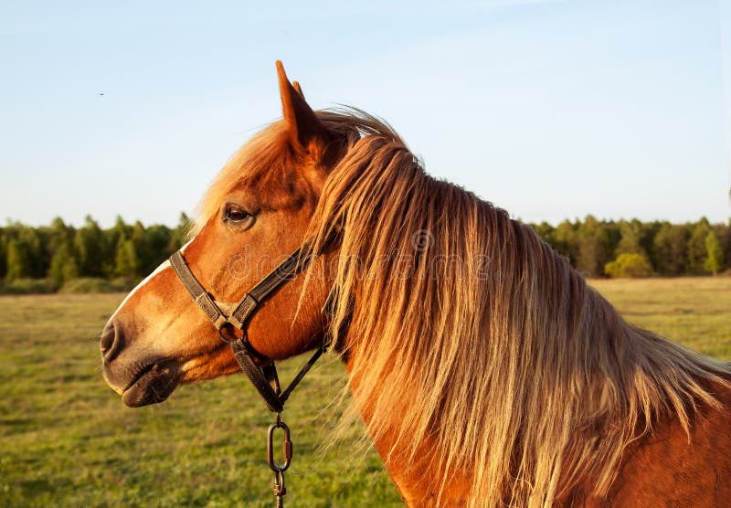 Head red horse at sunset stock image. Image of meadow - 54661721