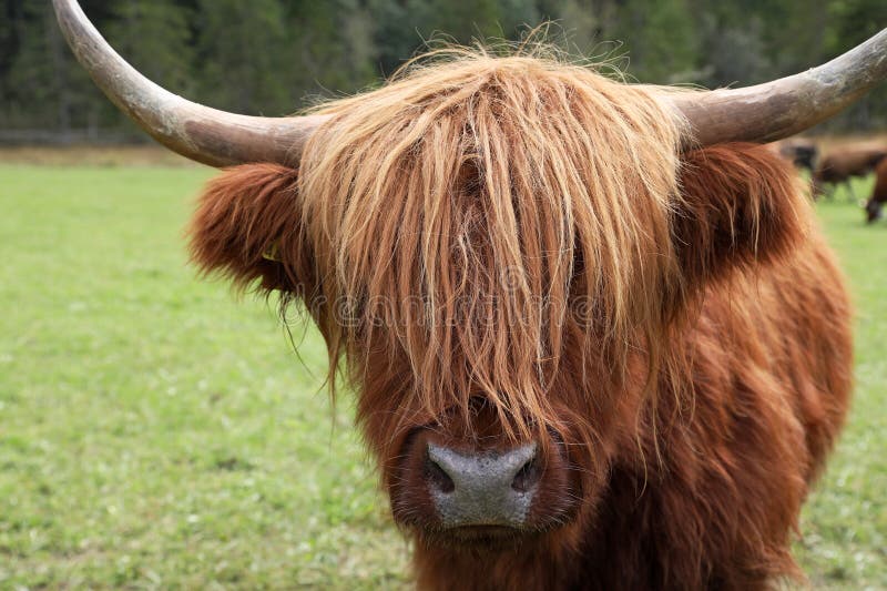 The Head of a Red Scottish Highland Cow Stock Photo - Image of breed ...