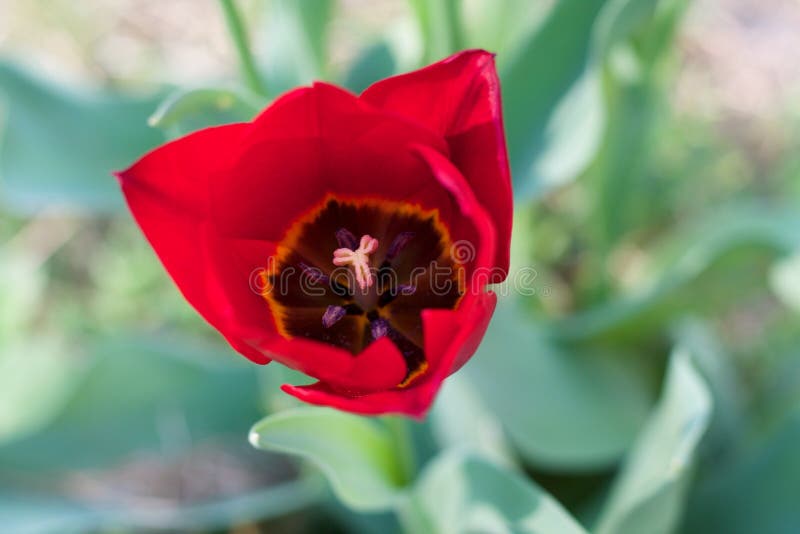 A Tulip with View from Below into the Blue Sky Stock Image - Image of ...