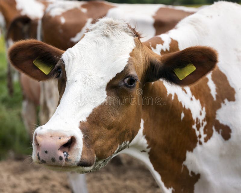 Head of Red and White Spotted Cow Stock Photo - Image of face, brown ...
