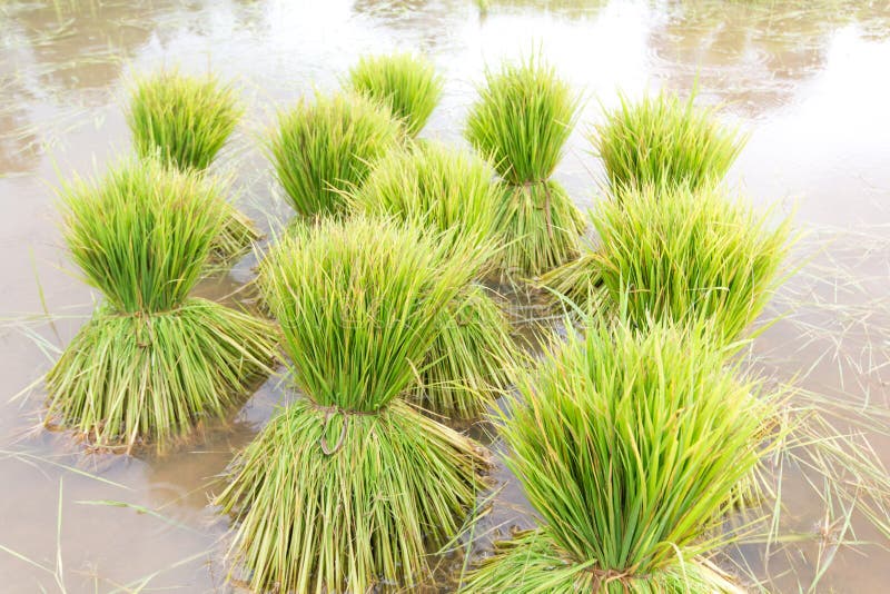 Head rice stock image. Image of asian, abundance, farming - 32533791