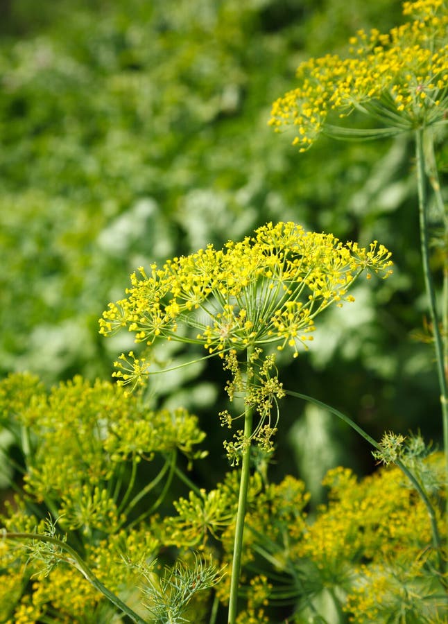 Head of ripe dill stock image. Image of food, garden - 66014755