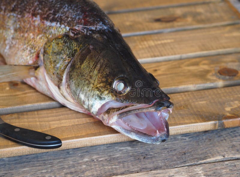 156 Perch Fish Open Mouth Stock Photos - Free & Royalty-Free Stock ...