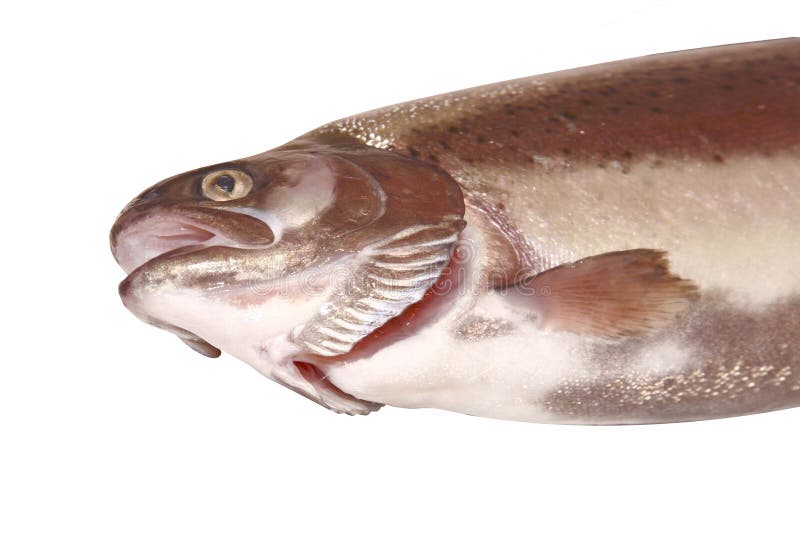 Head of River Trout Fish Isolate Stock Image - Image of saltwater ...