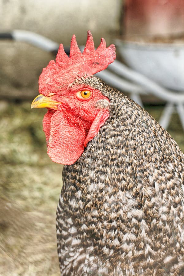 Head of rooster stock image. Image of head, bird, feather - 39817525