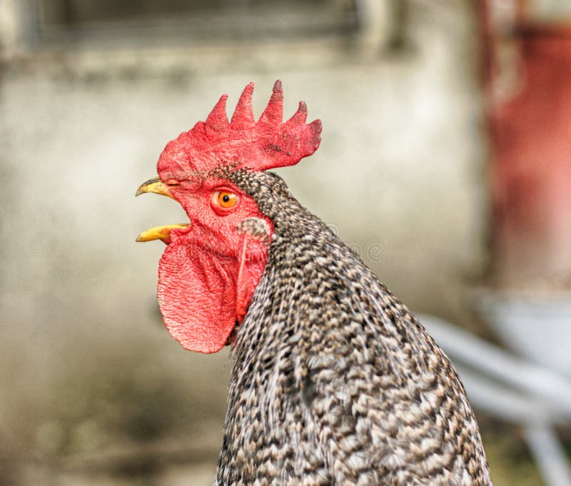 Head of rooster stock image. Image of head, bird, feather - 39817525