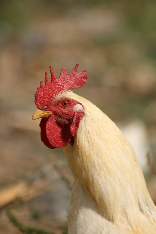 Head of a Rooster stock photo. Image of cotacachi, ecuador - 26770402