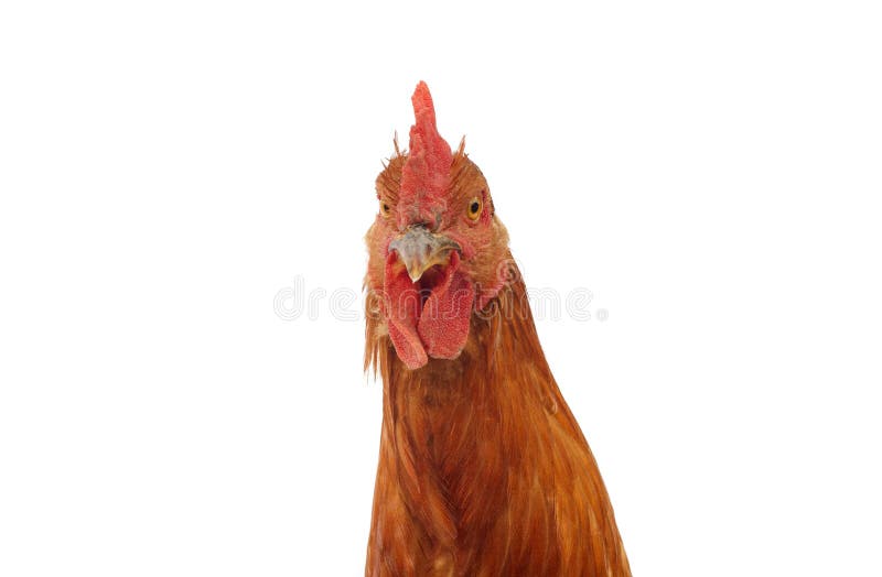 Hen or Rooster Chicken Looking Down Stock Image - Image of look ...