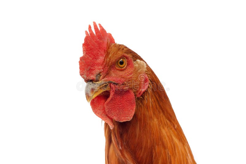 Chicken looking at camera stock photo. Image of livestock - 122236292