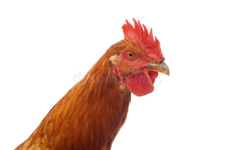 Head of rooster chicken stock image. Image of domestic - 122397205