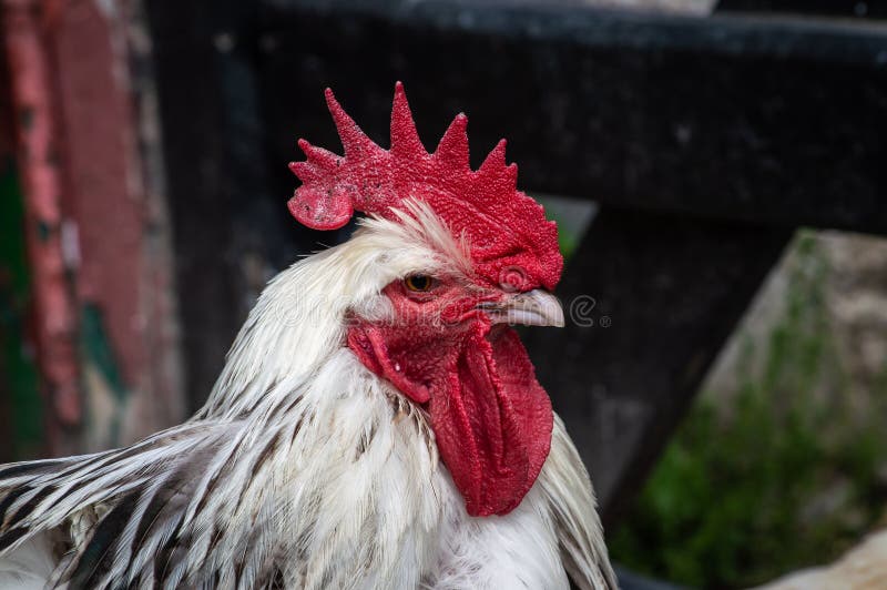 Head of a Rooster Displaying Comb and Wattle Stock Photo - Image of ...