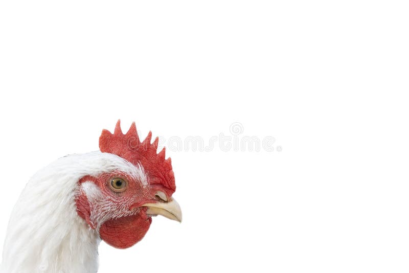 Head of the Rooster is White on White Background. Copy Space. Stock ...