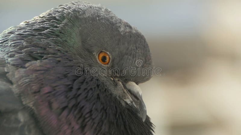 Head of a ruffled pigeon stock video. Video of avian - 207361535