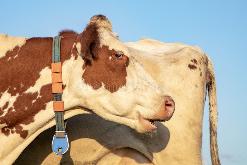 Beautiful Cow is Ruminating with Thick Cheek in the Field, As ...