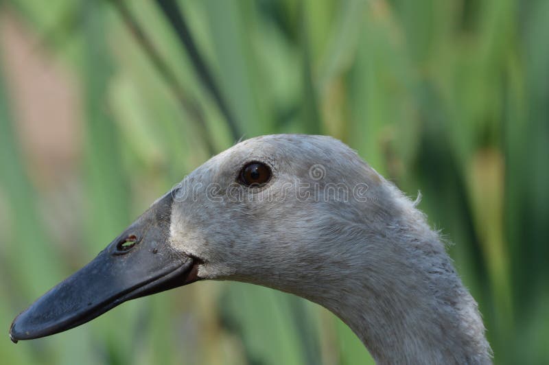 Head of a Running Duck stock image. Image of avian, animal - 32533941