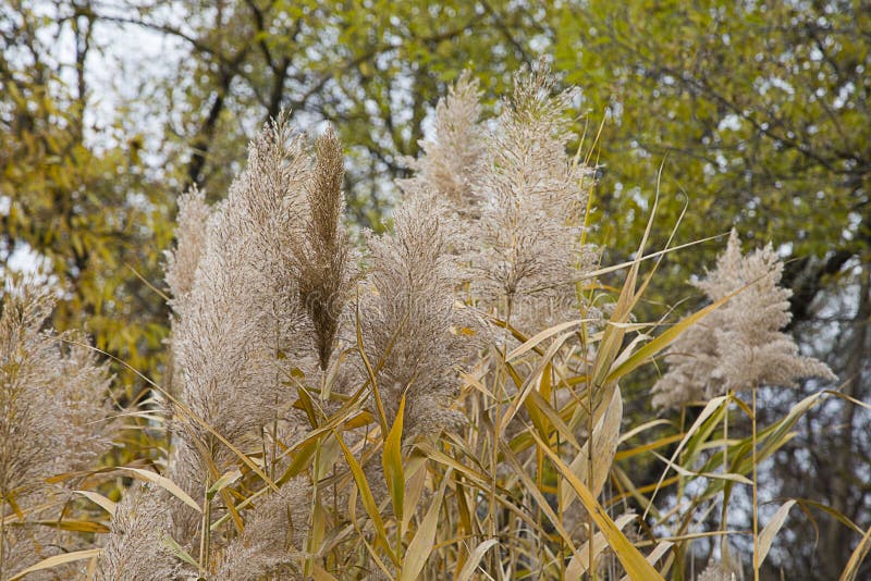 Head of the rush stock photo. Image of tule, head, beige - 174111324