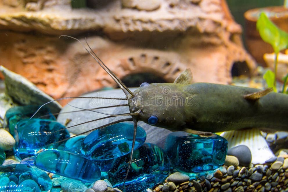 Head of a Sackgrass Catfish Stock Photo - Image of lies, heteropneustes ...