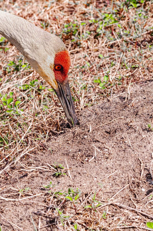 Head of, a Sand Hill Crane, Catching a Worm Stock Photo - Image of ...