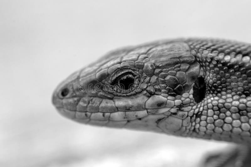 Sand lizard stock photo. Image of veluwe, agilis, sand - 27873144