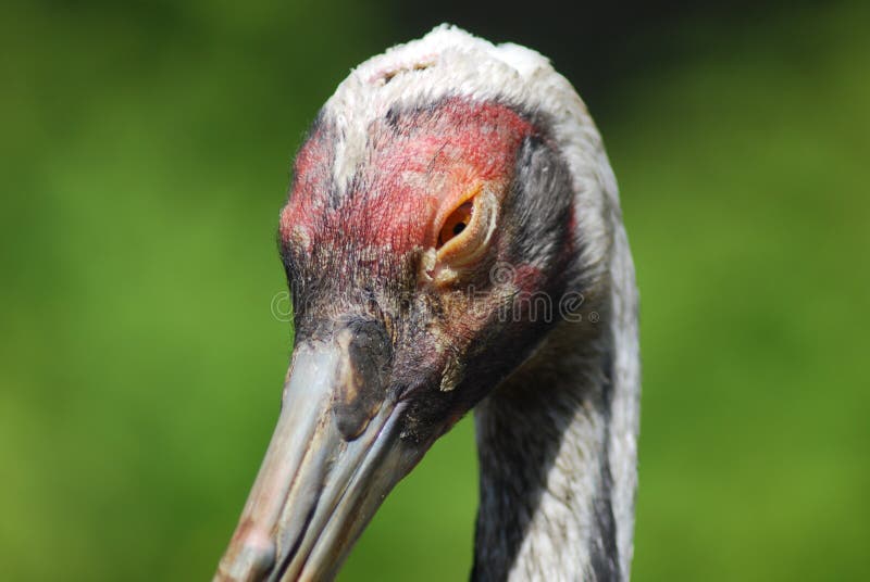 The Head and of a Sandhill Crane Stock Image - Image of feathers ...