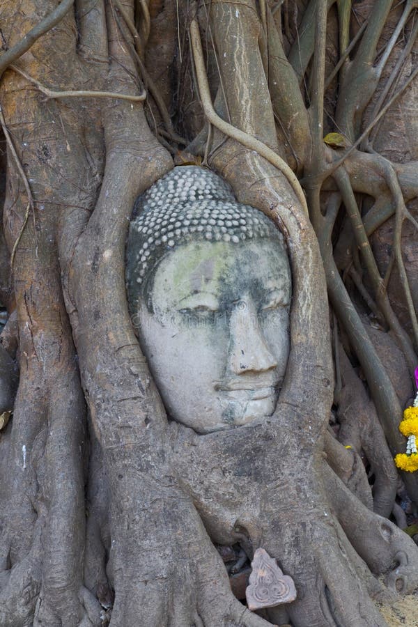 Head of Sandstone Buddha in the Tree Roots at Wat Mahatha Stock Image ...