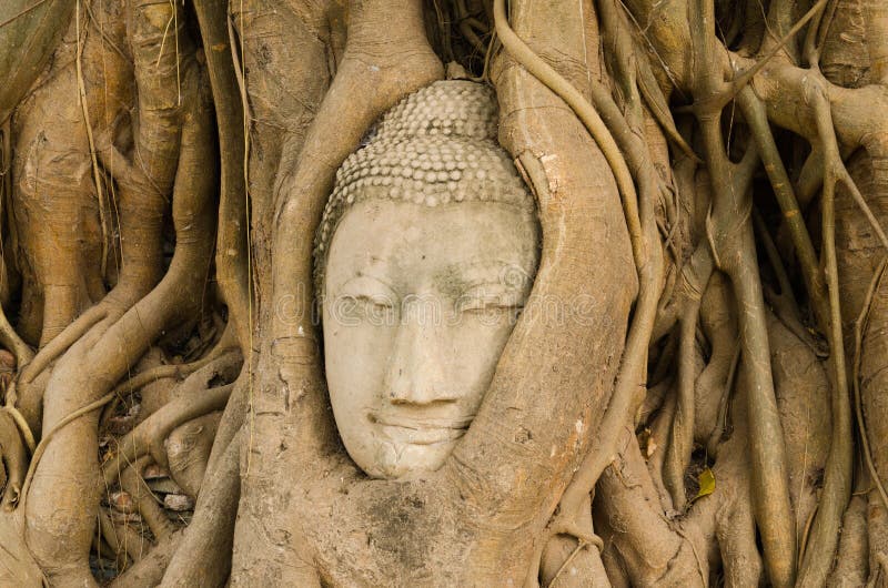 Buddha Head in Tree Roots stock image. Image of budah - 1835609