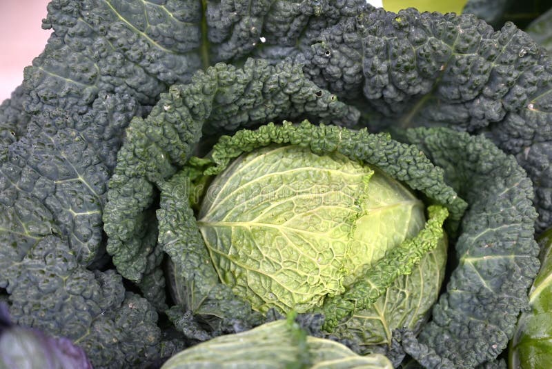 Savoy Cabbage stock photo. Image of crinkly, crisp, typical - 162445752