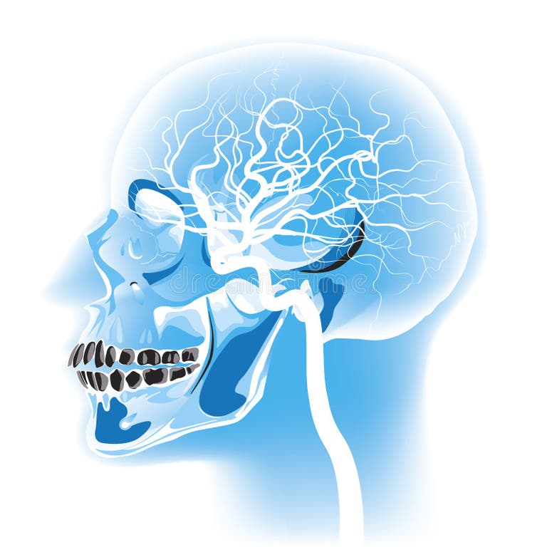 Bone Scan Test Stock Illustrations – 835 Bone Scan Test Stock ...