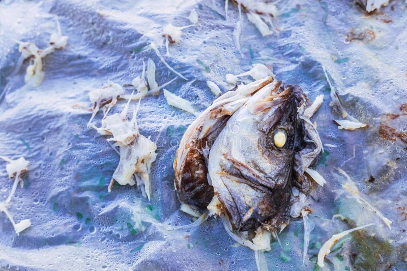 Head and Scrapes of a Fish Thrown in the Trash Stock Image - Image of ...