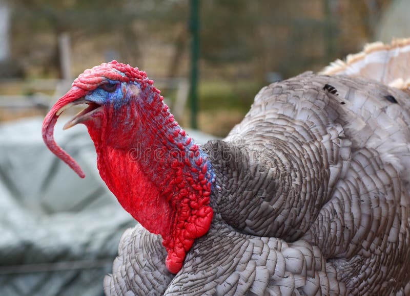 Head of screaming Turkey stock image. Image of gobbler - 144777095