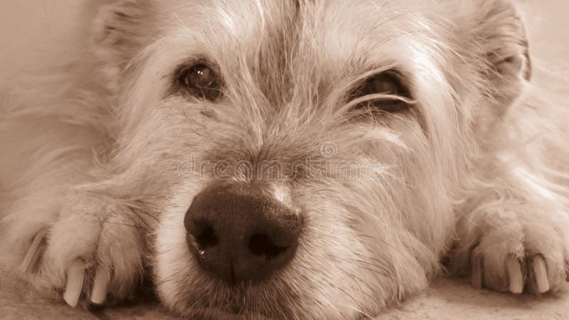 Mongrel Head Scruffy Stock Photos - Free & Royalty-Free Stock Photos ...