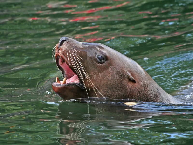 Seal clapping stock image. Image of pacific, lion, harbor - 34109817
