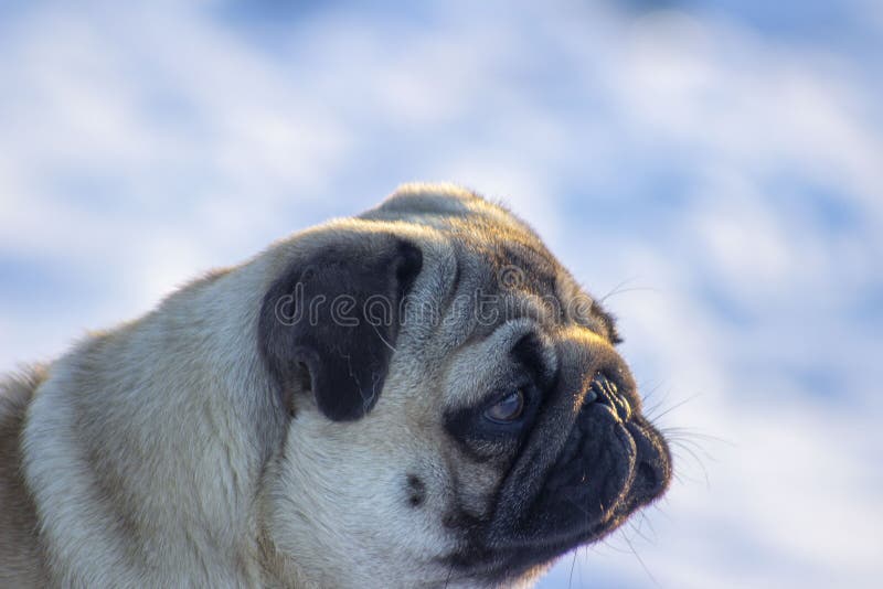 The Head of a Serious Pug Dog Stock Image - Image of superiority, small ...