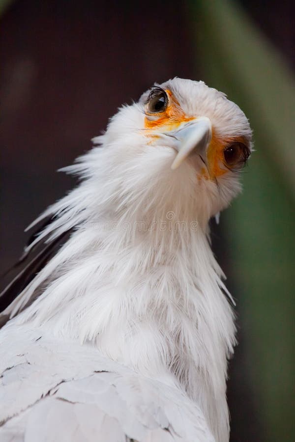 Head with a Sharp Beak of a Secretary Bird Close Up Stock Photo - Image ...